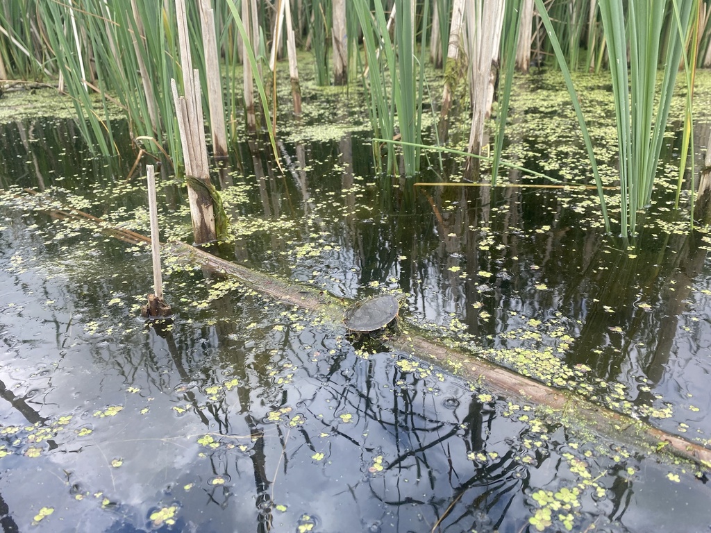 Painted Turtle from Yale, IA, US on June 20, 2024 at 02:31 PM by Lizzy ...