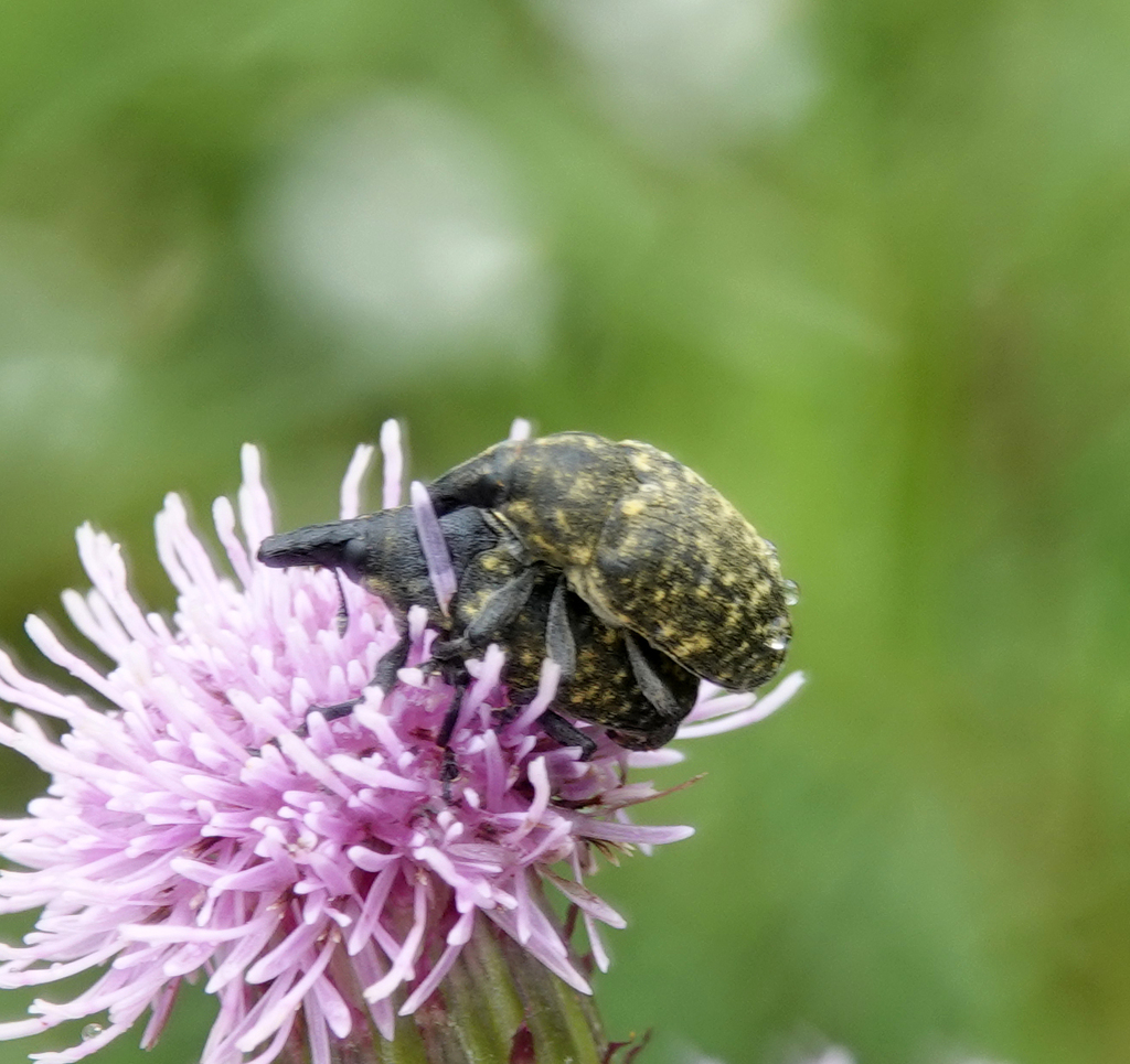 Turbine Cylindrical Weevil from Frankfurt-Riedberg, 60 Frankfurt am ...