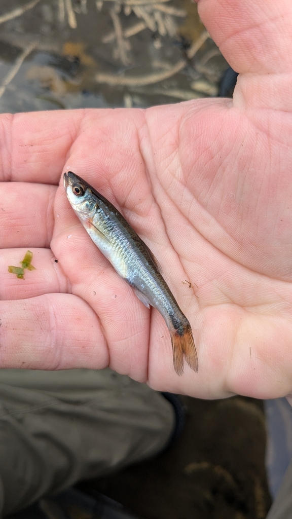 Redside Dace × Common Shiner from Marinette, WI 54143, USA on June 21 ...