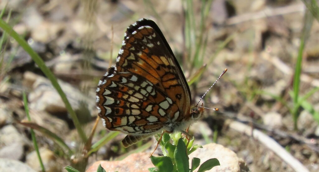 Harris's Checkerspot in June 2024 by aerobbins · iNaturalist