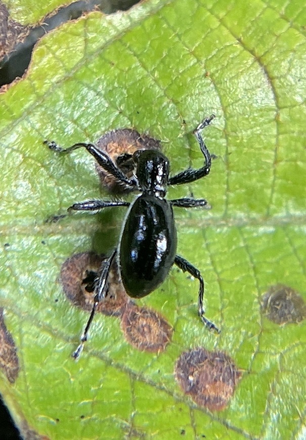 Myrmex from Sor, Sarapiqui, Heredia, CR on June 6, 2024 at 09:58 AM by ...