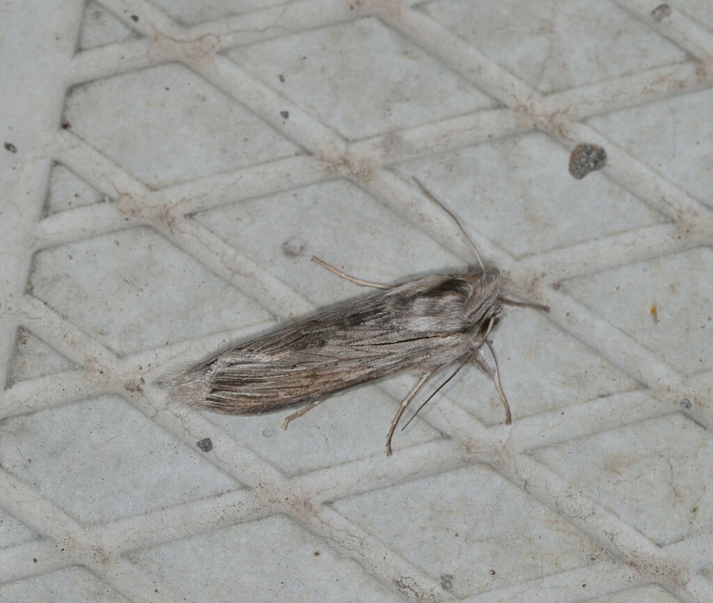 Shark Moth from Mont-Joli, QC, Canada, 1101 rue Lussier on June 21 ...