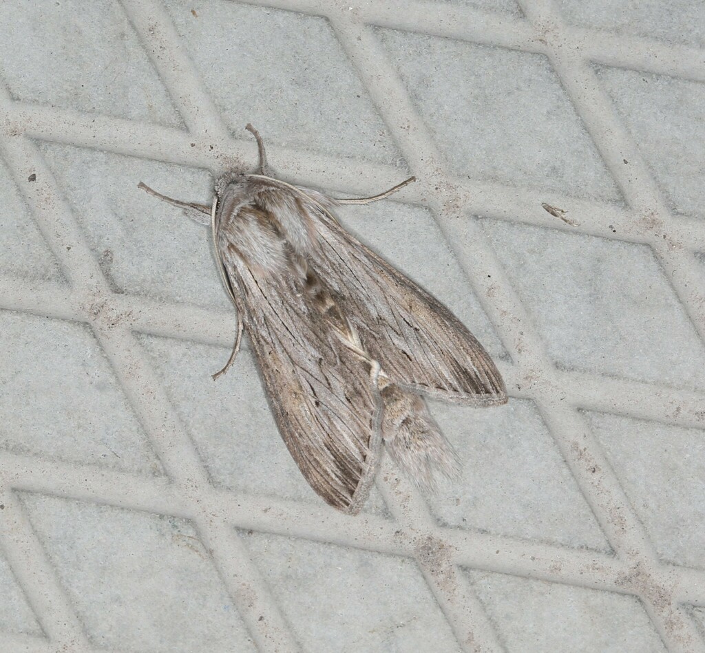 Shark Moth from Mont-Joli, QC, Canada, 1101 rue Lussier on June 21 ...