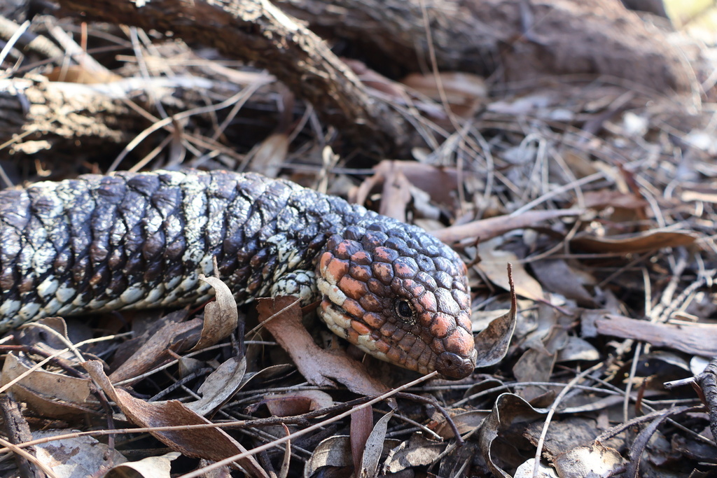 Southwestern Shingleback from Arthur River, WA, AU on June 30, 2023 at ...