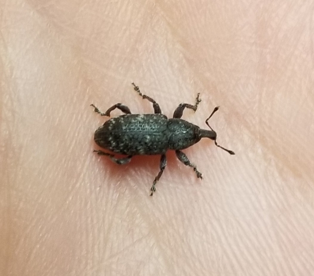 Seedling Debarking Weevil from Chisholm, MN 55719, USA on June 20, 2024 ...