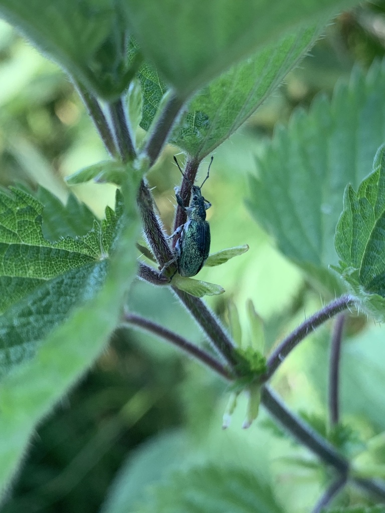 Nettle weevil from South Downs National Park, Steyning, England, GB on ...