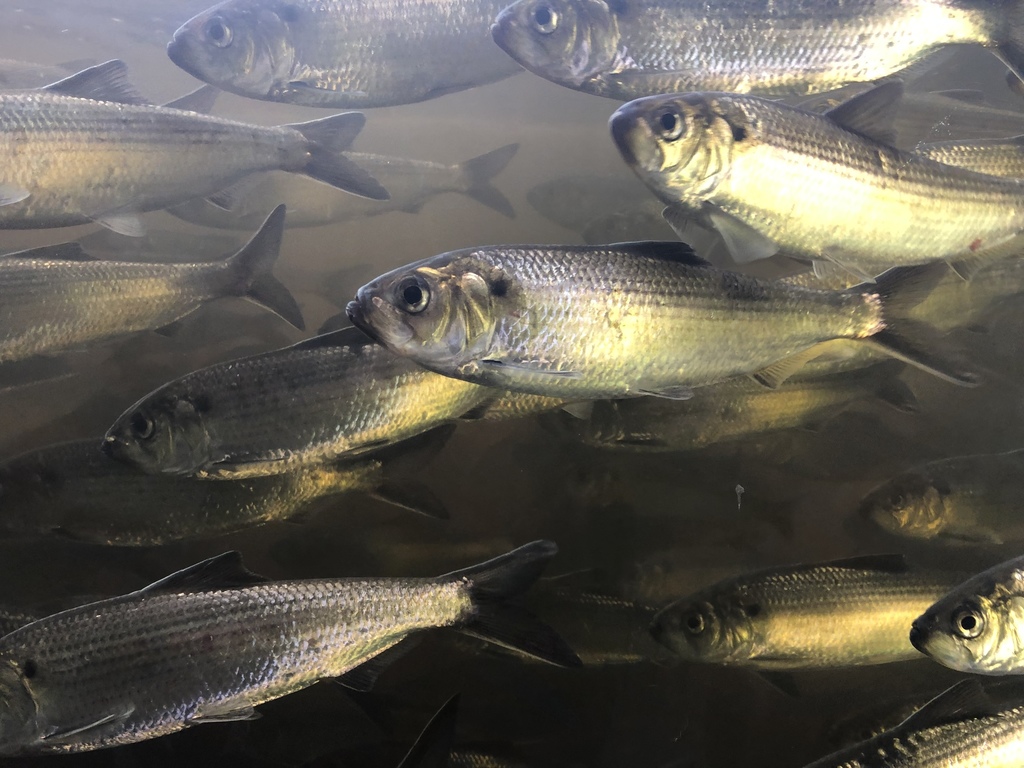 Gaspareau (Poissons d'eau douce du Québec ) · iNaturalist