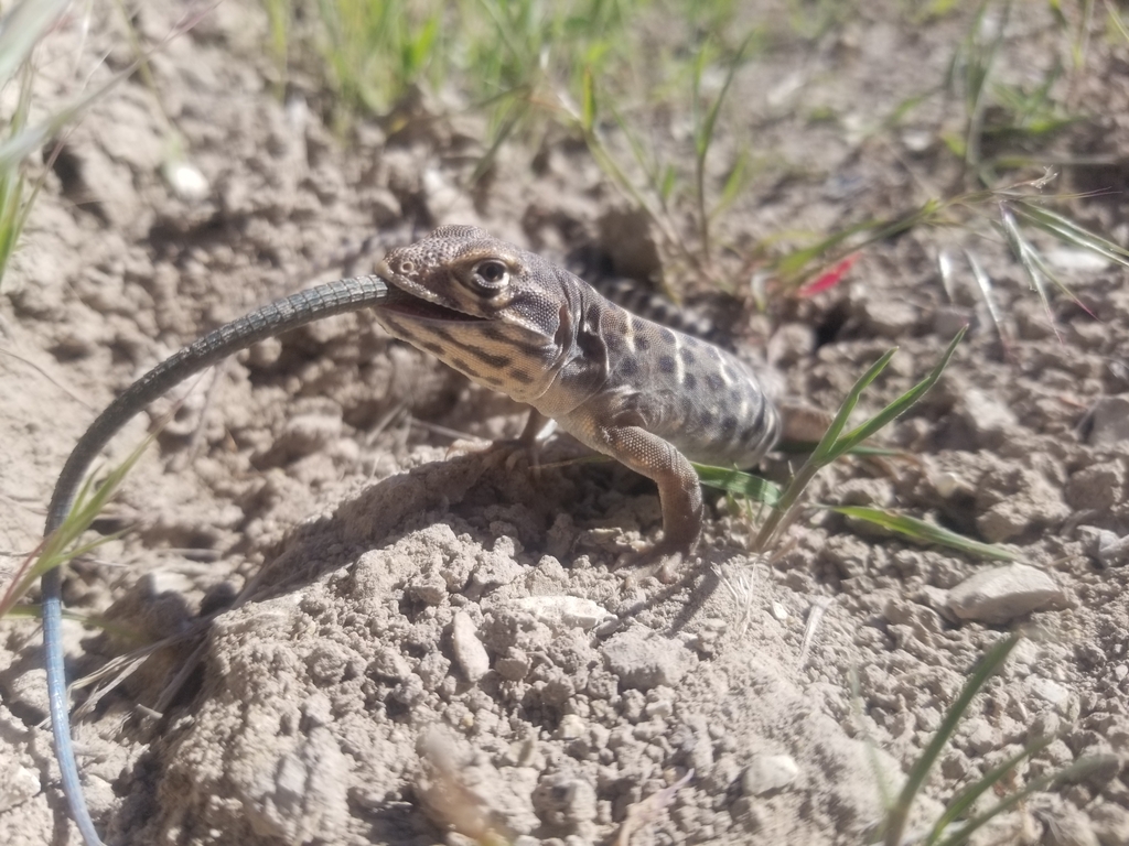 Long-nosed Leopard Lizard from La Verkin, UT, USA on April 17, 2024 at ...