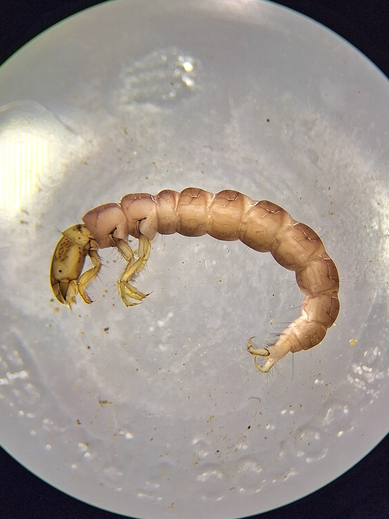 Plectrocnemia conspersa from Geithain-Narsdorf, Deutschland on April 19 ...