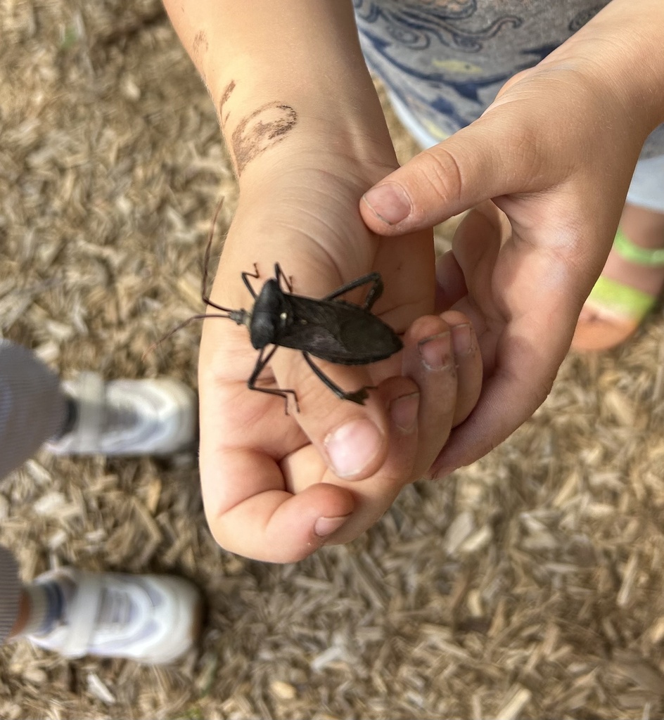 Giant leaf-footed bug from Feld Ave, Decatur, GA, US on June 20, 2024 ...