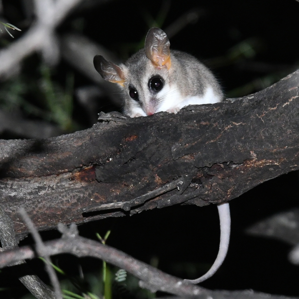 White-bellied Fat-tailed Mouse Opossum from Pocho, Córdoba, Argentina ...