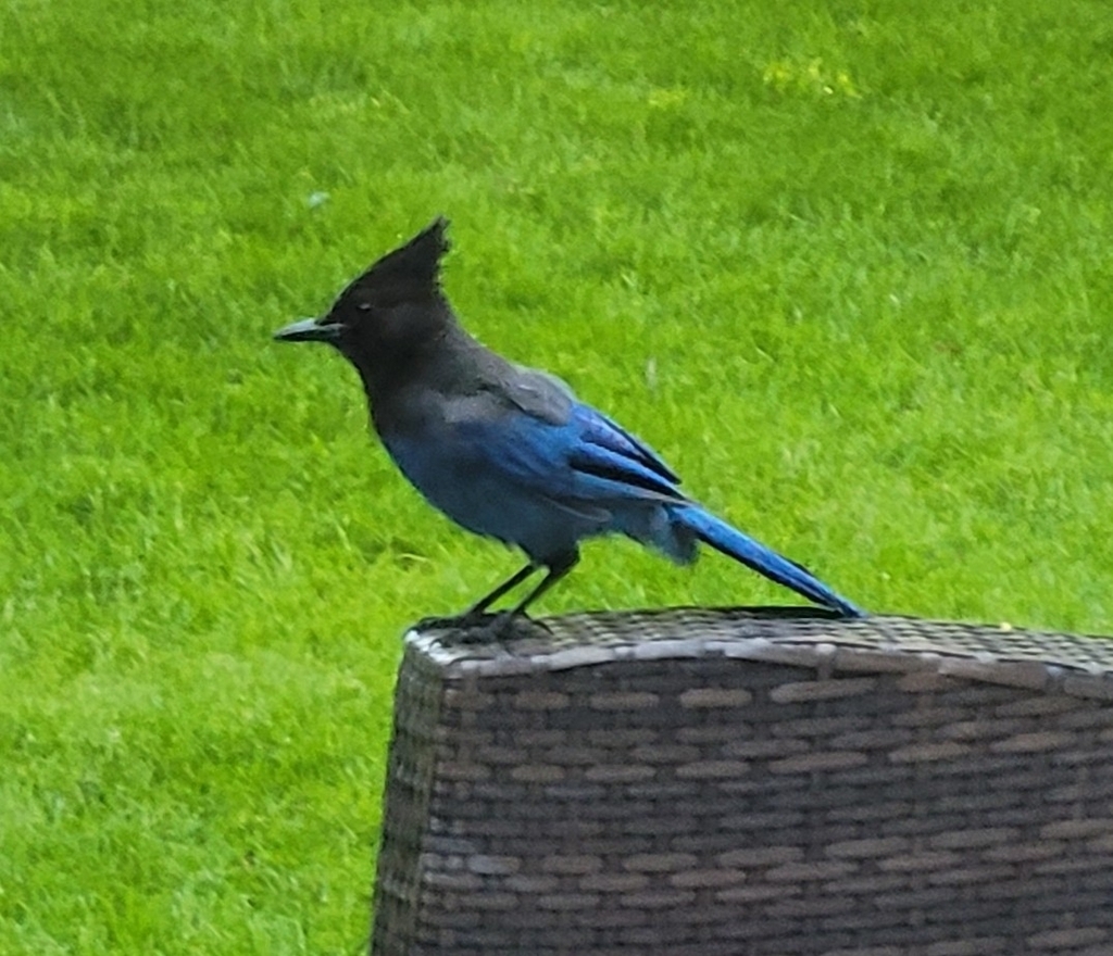 Steller's Jay in June 2024 by nickykay · iNaturalist