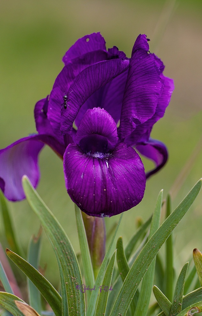 Iris barnumiae demawendica from Taleqan, Alborz Province, Iran on ...
