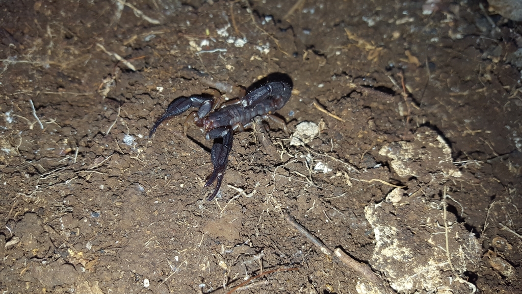 Cozumel Scorpion from Centro, 77600 Q.R., México on May 23, 2019 at 03: ...