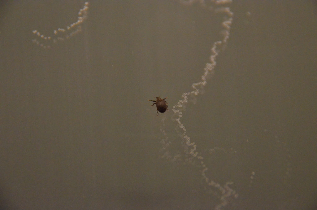 Yellow Poplar Weevil in June 2024 by Summit Metro Parks · iNaturalist