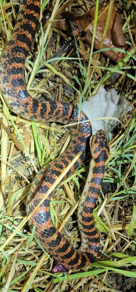 Red-banded Snake from Bozhou, CN-AH, CN on June 22, 2024 at 12:07 AM by ...