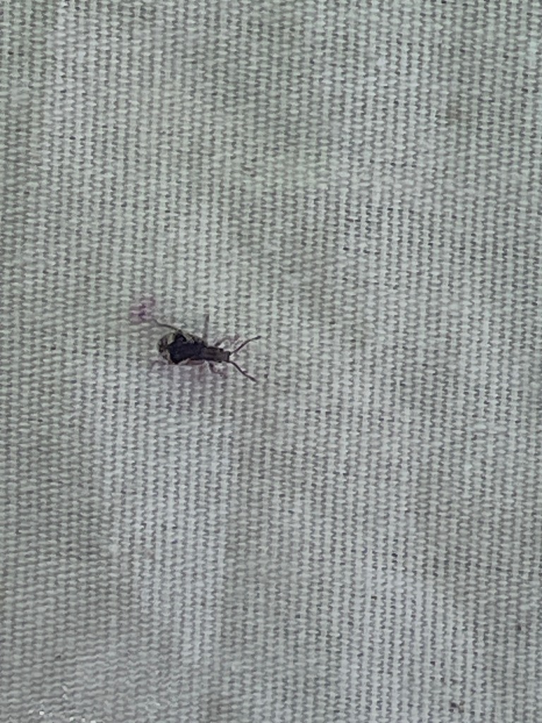 Peach Root Weevil from NC Botanical Garden on June 21, 2024 at 10:59 AM ...