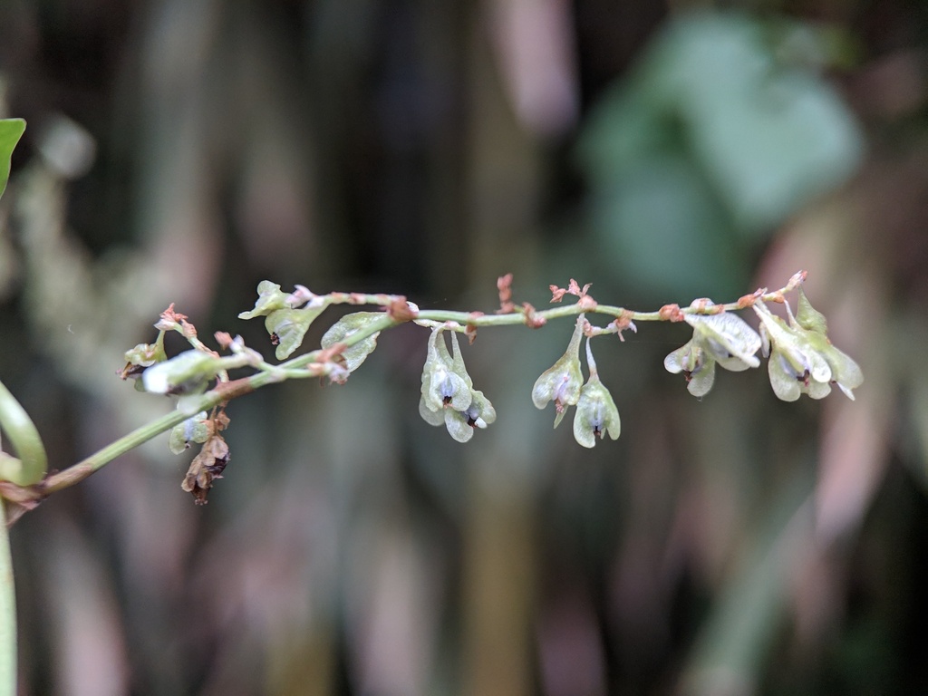 tuber fleeceflower from 中国湖北省武汉市洪山区 on November 20, 2018 at 03:53 PM by ...