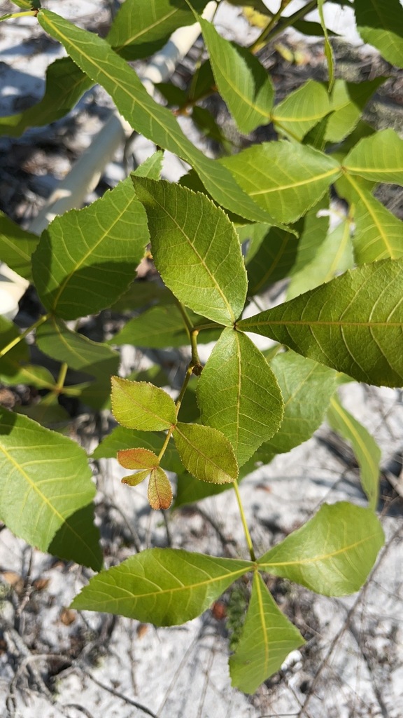 Scrub Hickory from 27.37779, -81.40797 on May 8, 2024 by Joshua Fowler ...