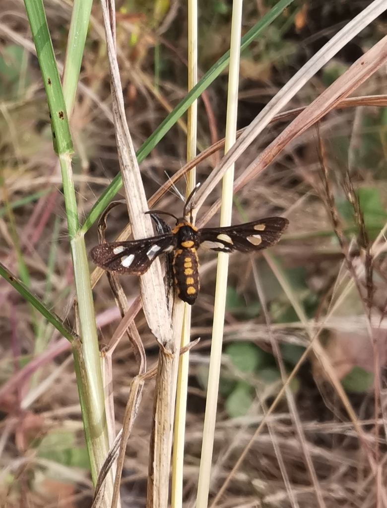 Ceryx pterophorina from Sabie Park, 1260, South Africa on June 21, 2024 ...