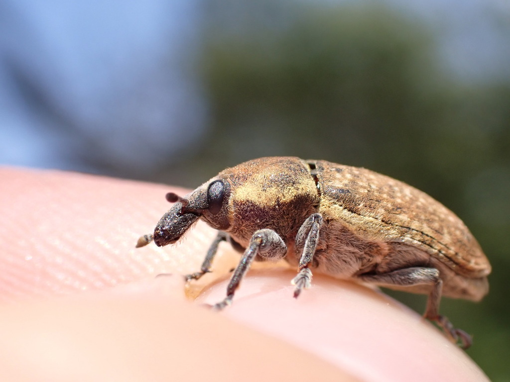 True Weevils from Le Merlan, 13014 Marseille, France on June 21, 2024 ...