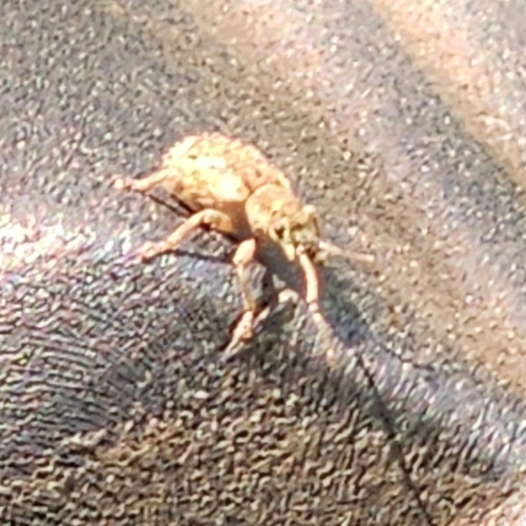Peach Root Weevil from Peabody, MA 01960, USA on June 21, 2024 at 12:41 ...
