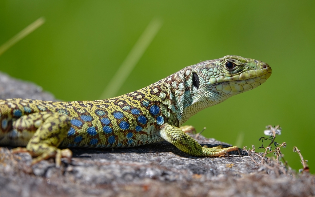 Ocellated lizard from Almada, Portugal on June 21, 2024 at 11:04 AM by ...
