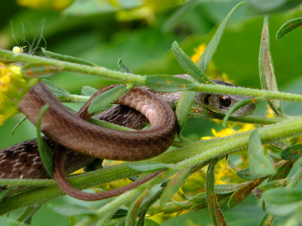 DeKay's Brownsnake from John Heinz National Wildlife Refuge at Tinicum ...