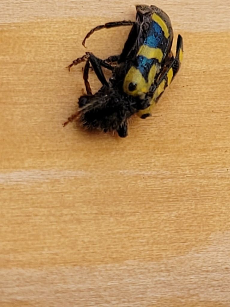 Ornate Checkered Beetle from Meeker, CO 81641, USA on June 21, 2024 by ...