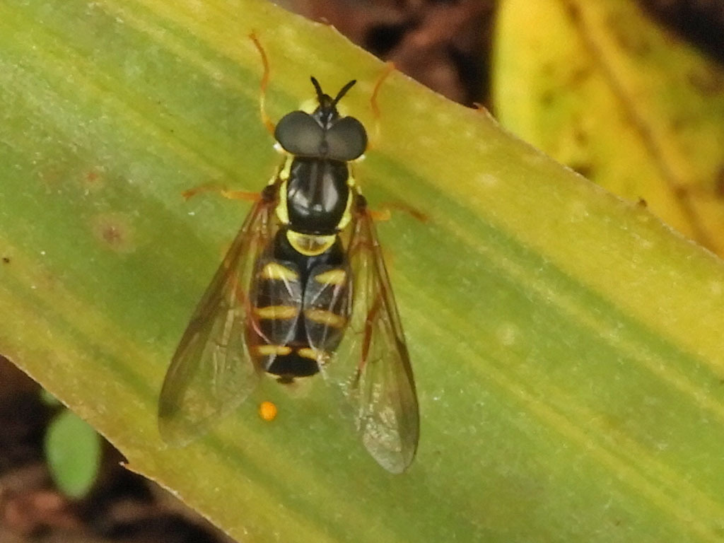 Meadow Flies from Karen Blixen Museum, Nairobi, Kenya on January 17 ...