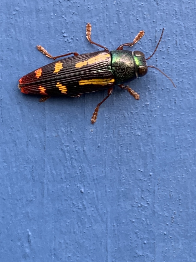 Red-legged Buprestis Beetle from Oak Point Rd, Sneads Ferry, NC, US on ...