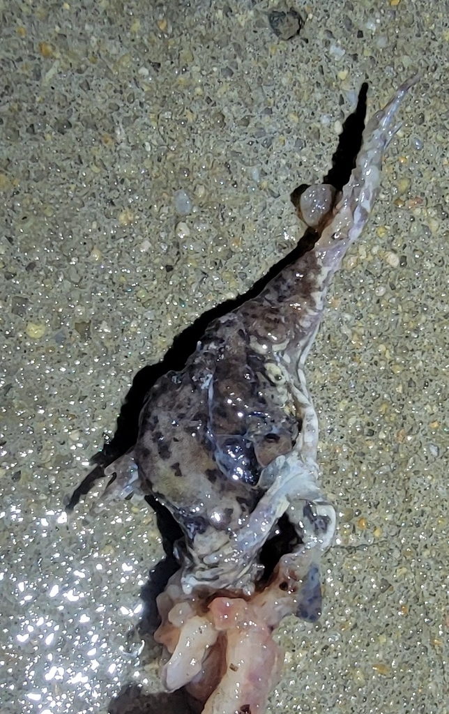 Boreal Digging Frog from Bozhou, CN-AH, CN on June 22, 2024 at 01:29 AM ...