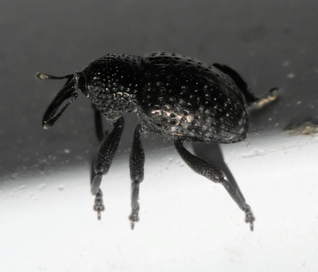 Cowpea Curculio from Mayes County, US-OK, US on June 20, 2024 at 11:57 ...