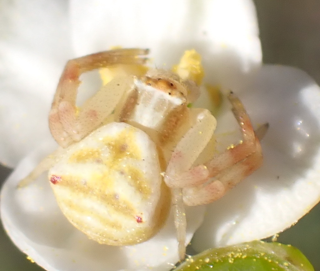 Thomisus citrinellus from Belvidere Plantations, Garden Route District ...