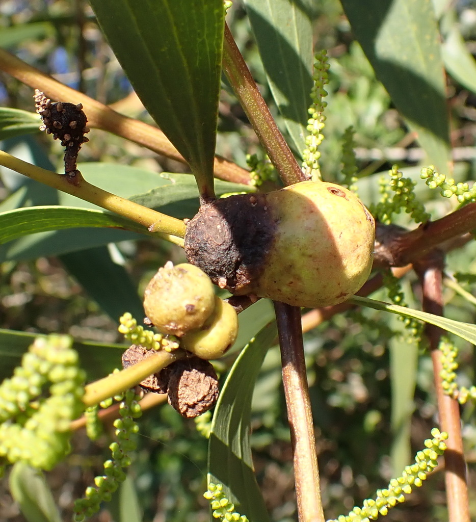 Longleaf Wattle Gall Wasp from Belvidere Plantations, Garden Route ...