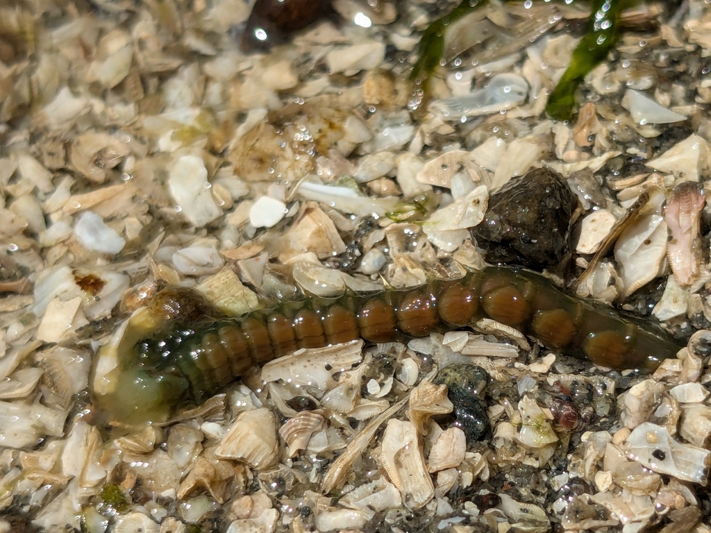 Segmented Worms from Bellingham, WA, USA on June 21, 2024 at 12:02 PM ...