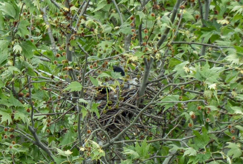 Hooded Crow from İstanbul, Türkiye on April 17, 2024 at 05:48 PM by Cem ...