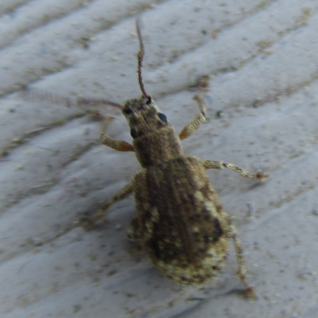Peach Root Weevil in June 2024 by cmciv. Canon PowerShot SX620 HS (4 ...