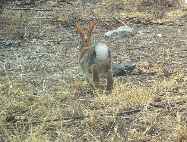 Cottontail Rabbits from Actopan, Hgo., México on May 15, 2024 at 02:56 ...