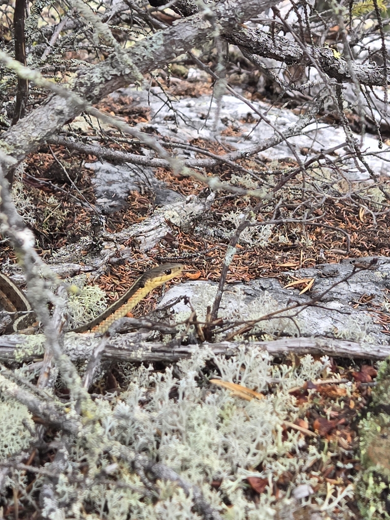 Common Garter Snake from Nemiscau, QC J0Y 3B0, Canada on June 21, 2024 ...