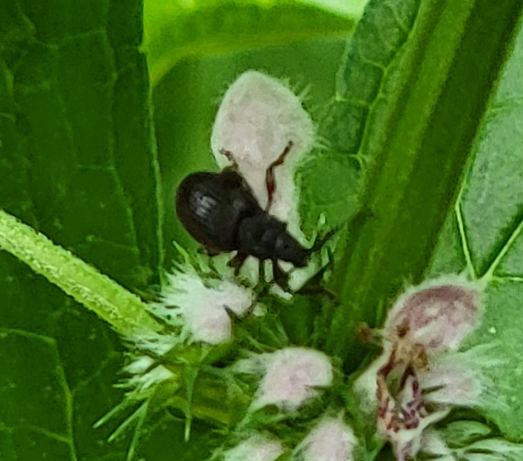 Strawberry Root Weevil from Cole's Woods, Queensbury, NY 12804, USA on ...