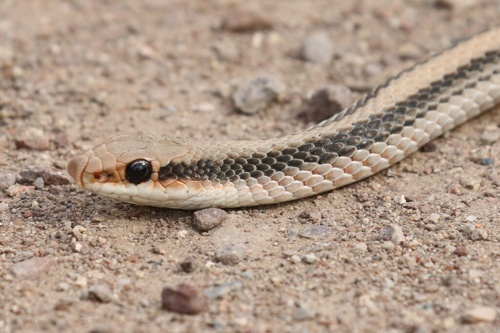 Big Bend Patchnose Snake from Old RR 169 Rest Area, Presidio County, TX ...