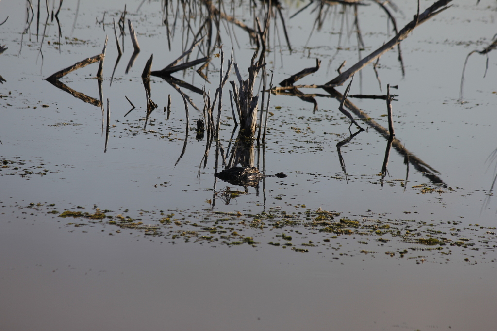 American Alligator from Orange County, FL, USA on June 14, 2024 at 06: ...