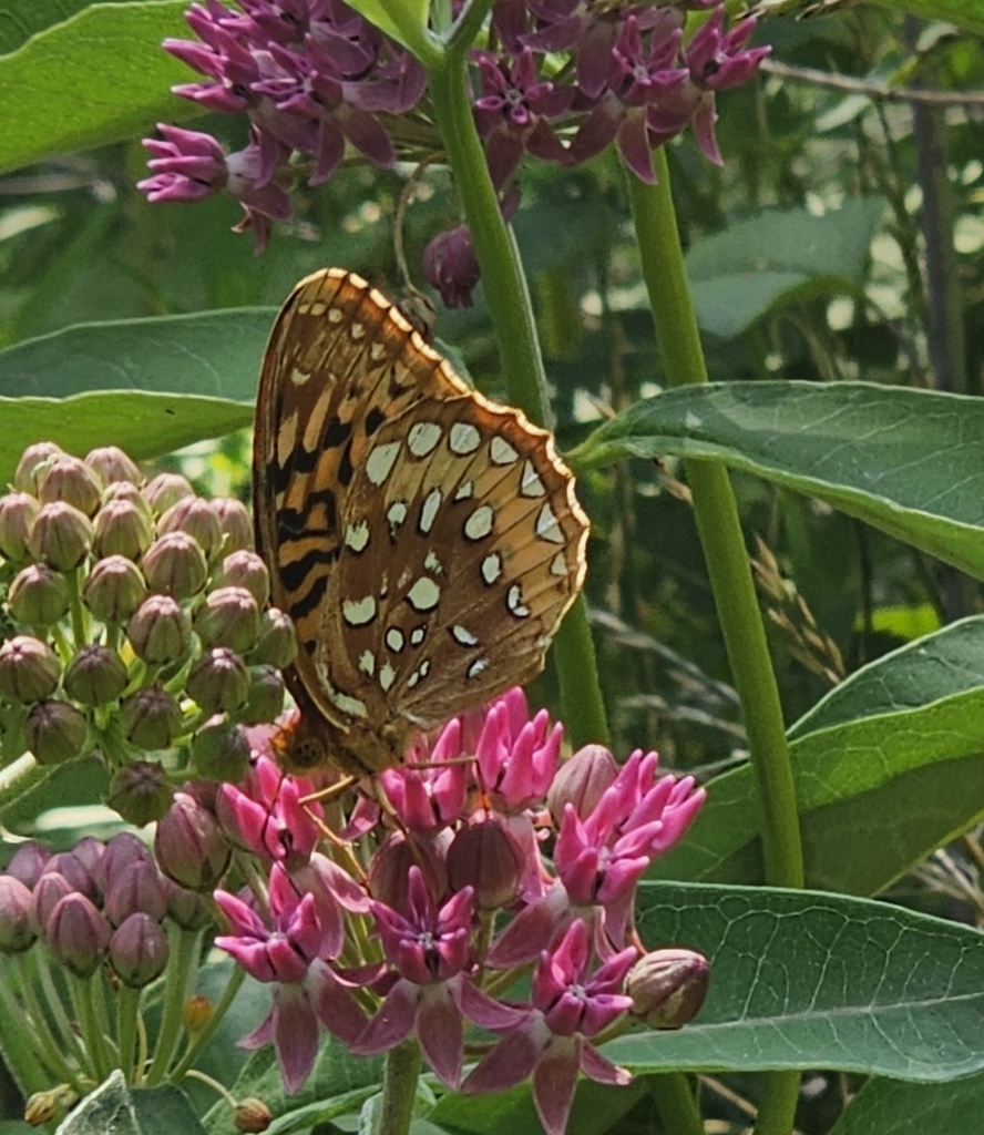 Great Spangled Fritillary from Laurel Run, PA, USA on June 21, 2024 at ...