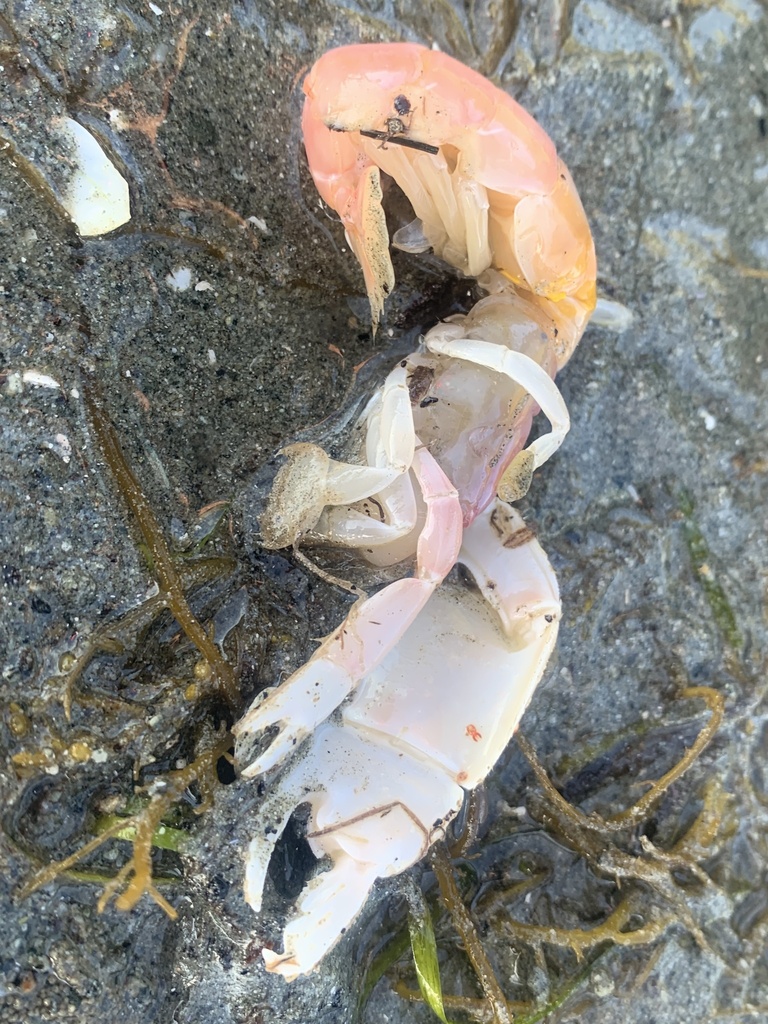 Bay Ghost Shrimp from North Pacific Ocean, Alberni-Clayoquot Regional ...