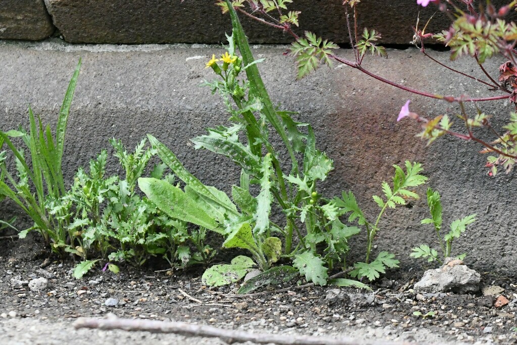 York groundsel in May 2024 by Kian Hayles-Cotton · iNaturalist