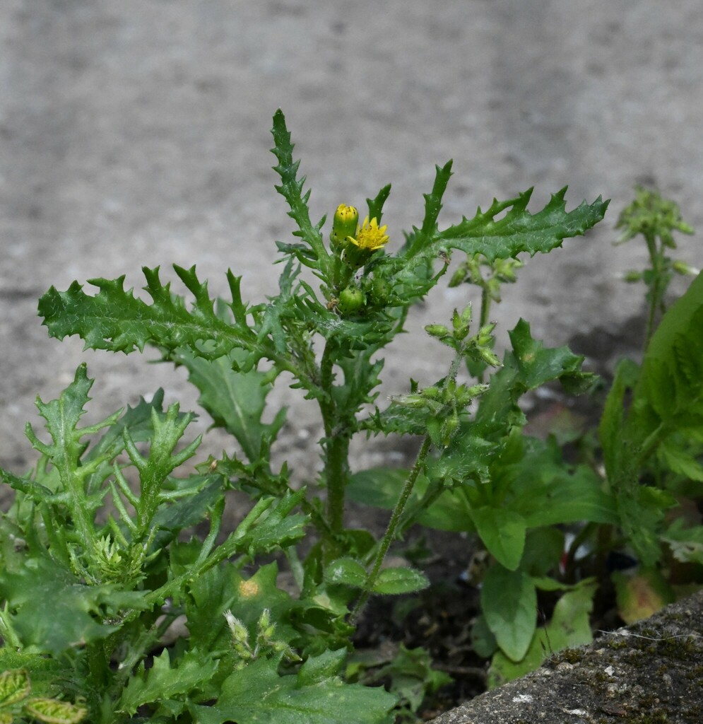York groundsel in May 2024 by Kian Hayles-Cotton · iNaturalist