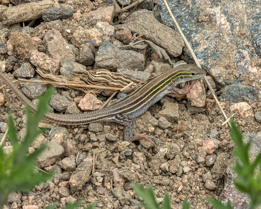 Prairie Racerunner from Larimer County, CO, USA on June 21, 2024 at 12: ...