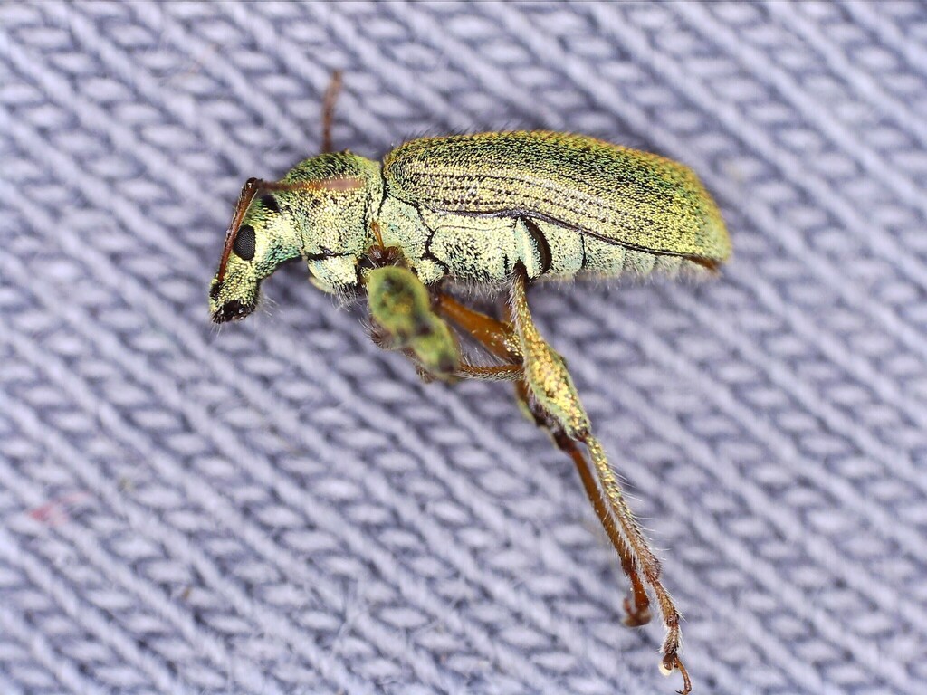 Phyllobius arborator from Asikkala, Suomi on June 21, 2024 by Mikko ...