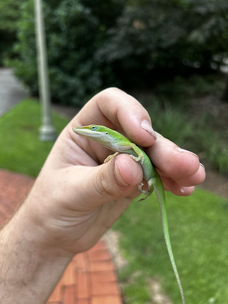Green Anole from River Rd, Columbus, GA, US on June 17, 2024 at 05:16 ...